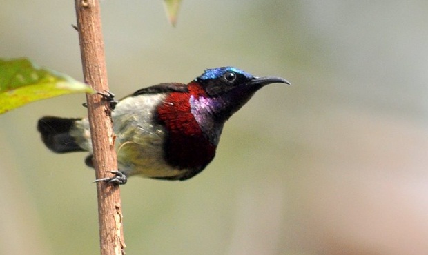 Date Migratory Birds at Best Indian Bird Sanctuaries / Green