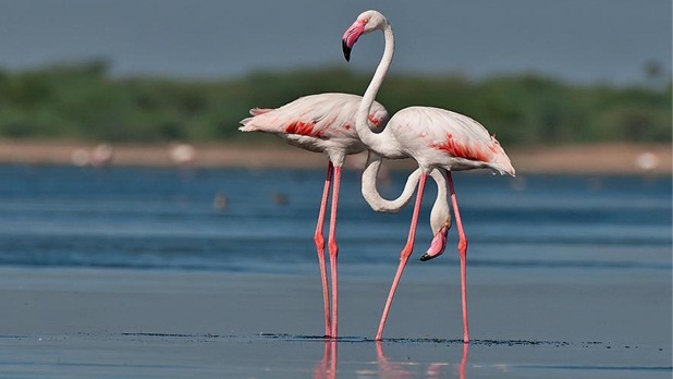 Date Migratory Birds at Best Indian Bird Sanctuaries / Green